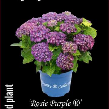 Hydrangea macrophylla ROYALTY COLLECTION ROSIE PURPLE — Plant Wholesale ...