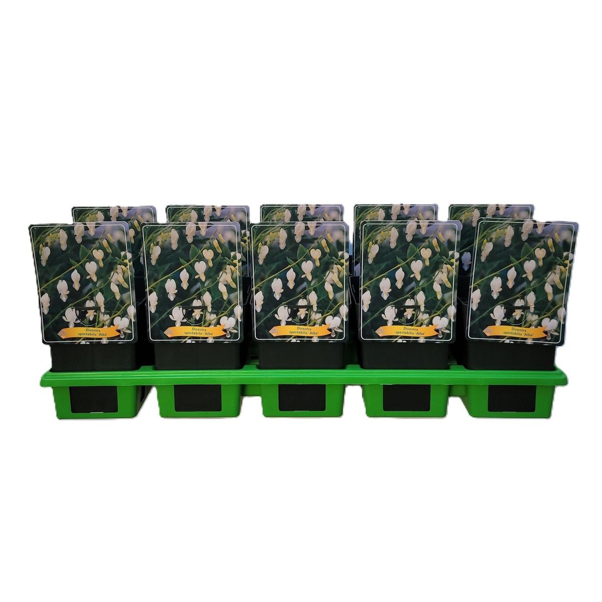 Dicentra spectabilis 'Alba' — Plant Wholesale FlorAccess