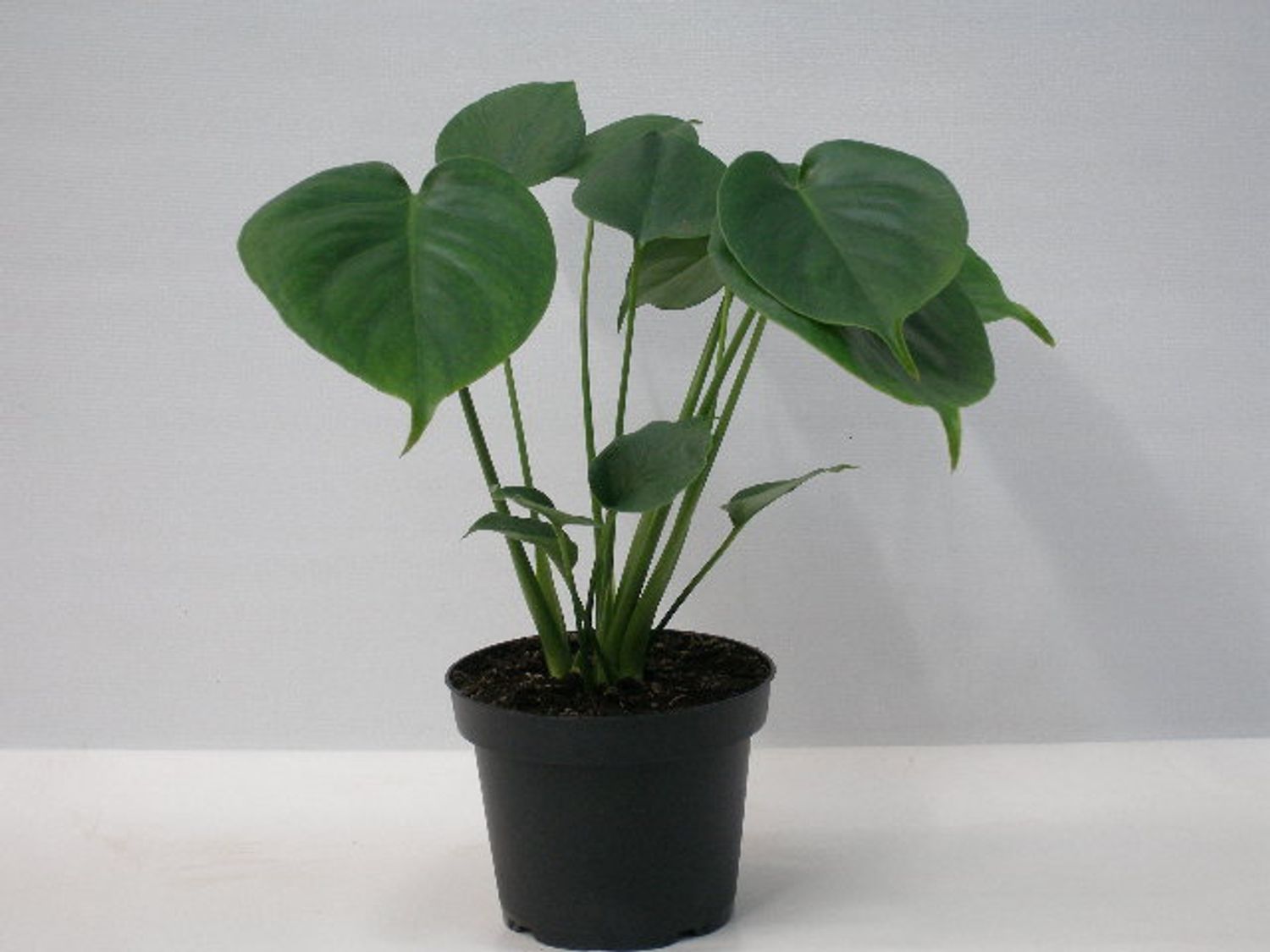 Monstera deliciosa — Plant Wholesale FlorAccess