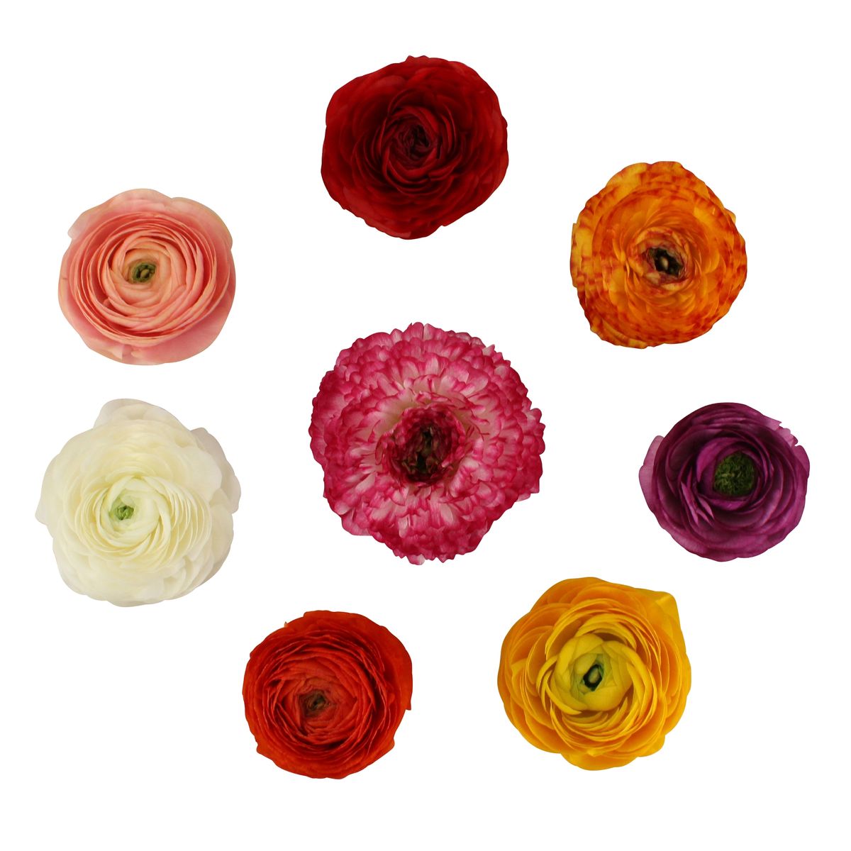 Ranunculus asiaticus SPRINKLES MIX — Plant Wholesale FlorAccess