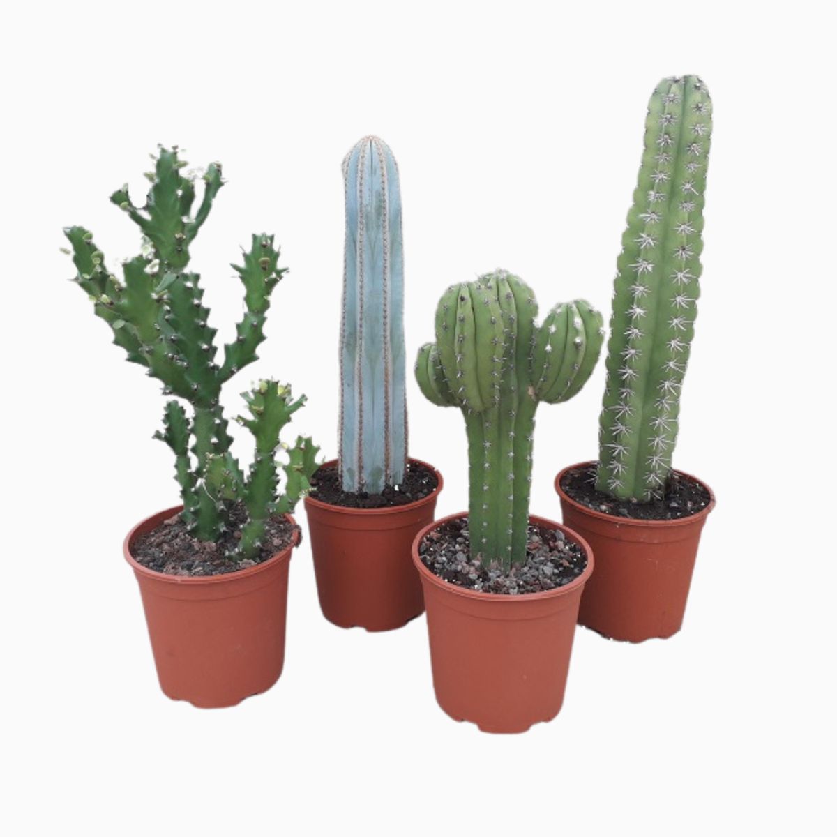 Cactus MIX — Plant Wholesale FlorAccess