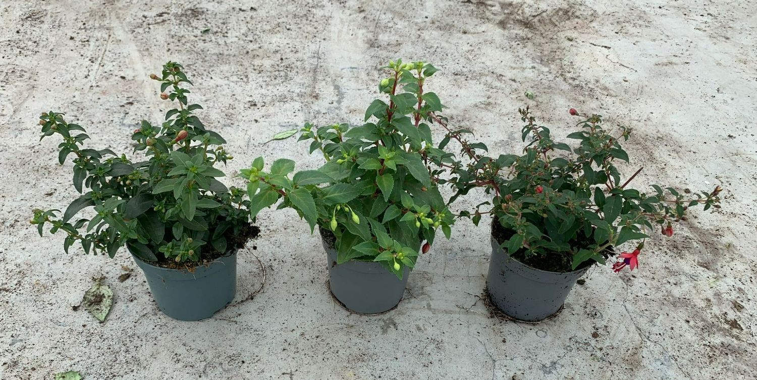 Fuchsia MIX — Plant Wholesale FlorAccess