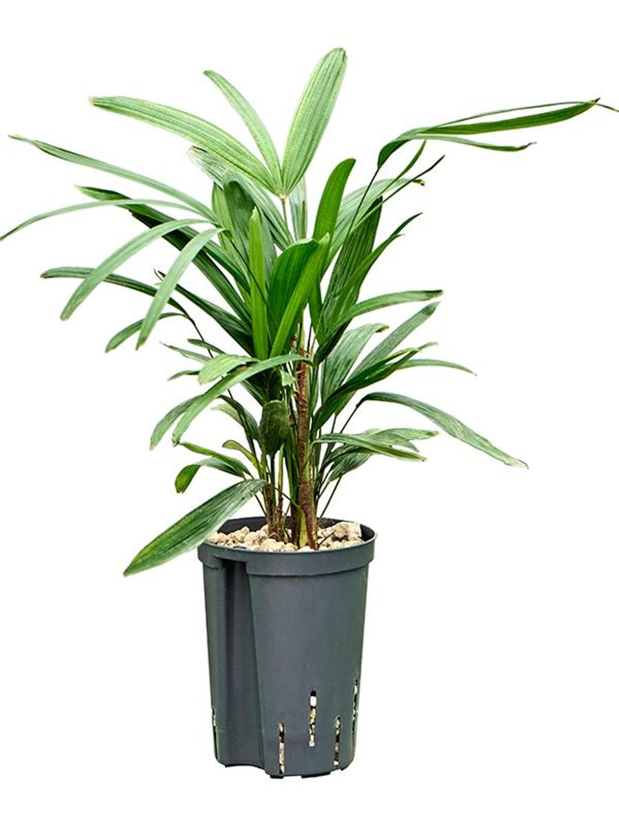 Rhapis excelsa — Plant Wholesale FlorAccess
