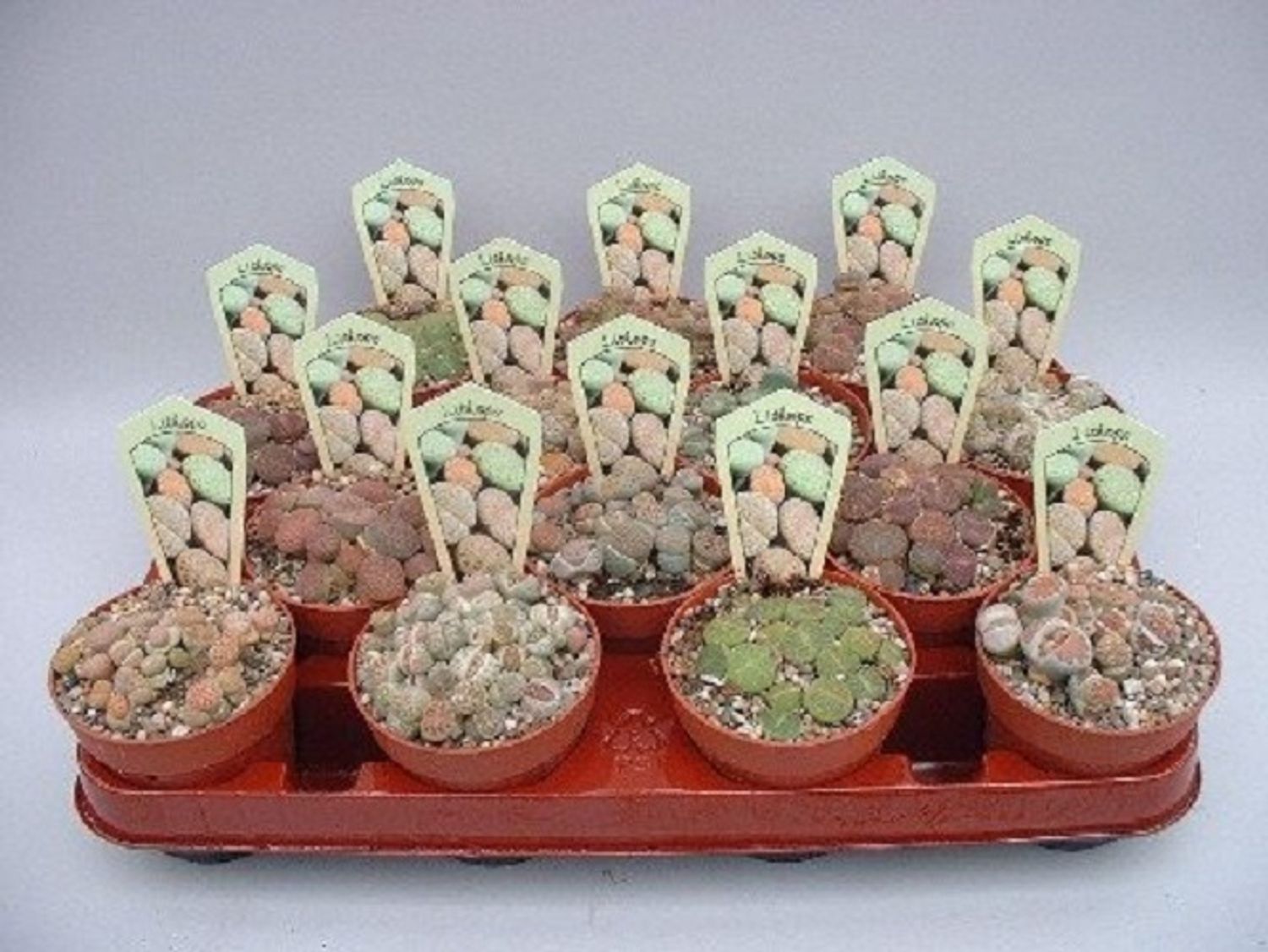Lithops MIX — Plant Wholesale FlorAccess