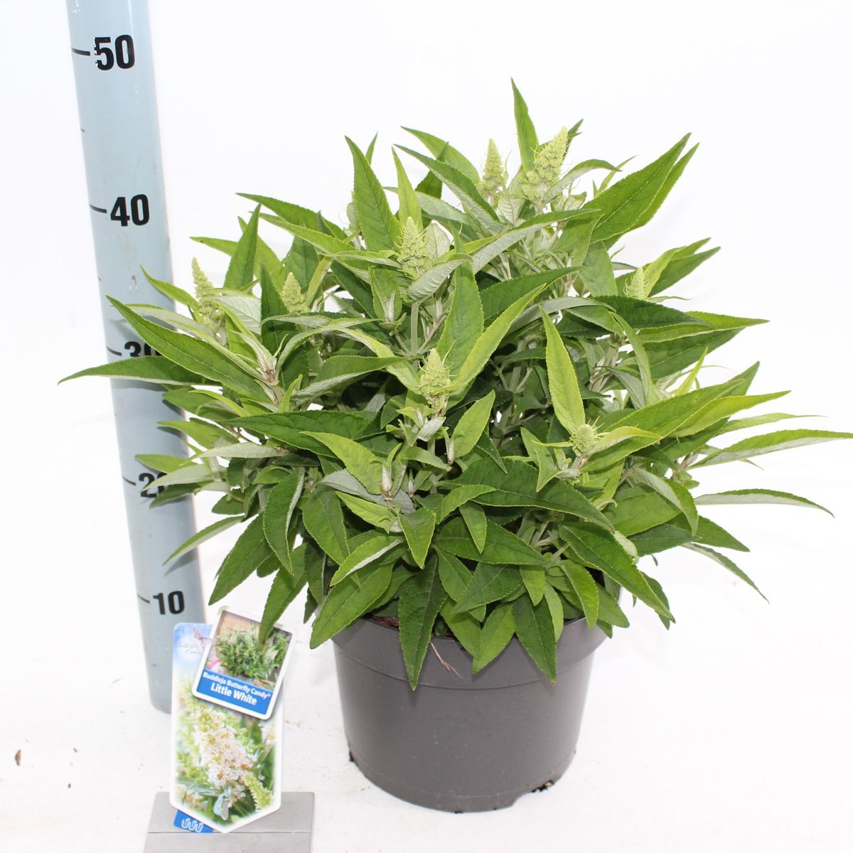Buddleja davidii BUTTERFLY CANDY LITTLE WHITE — Plant Wholesale FlorAccess