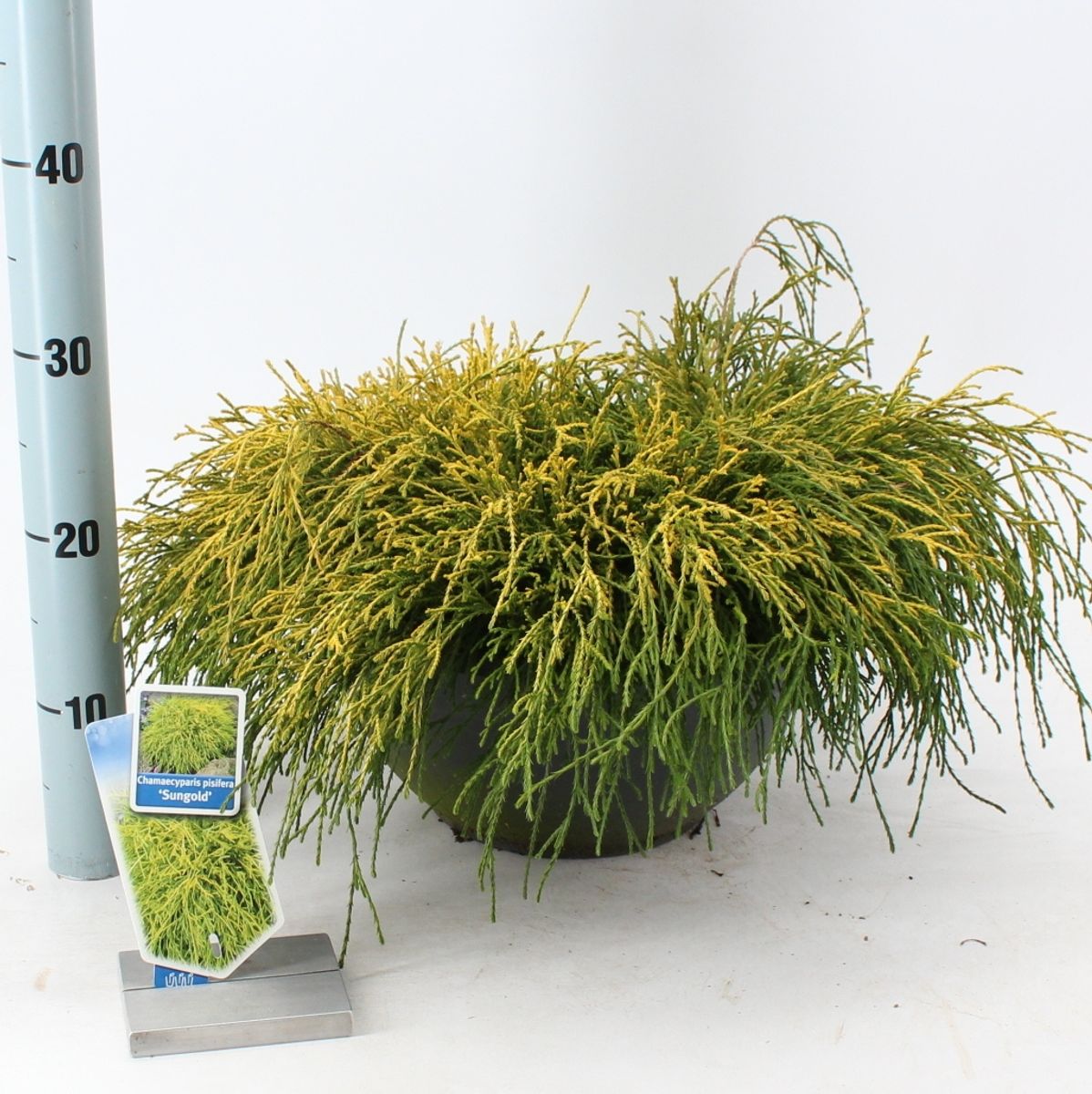 Chamaecyparis pisifera 'Sungold' — Plant Wholesale FlorAccess
