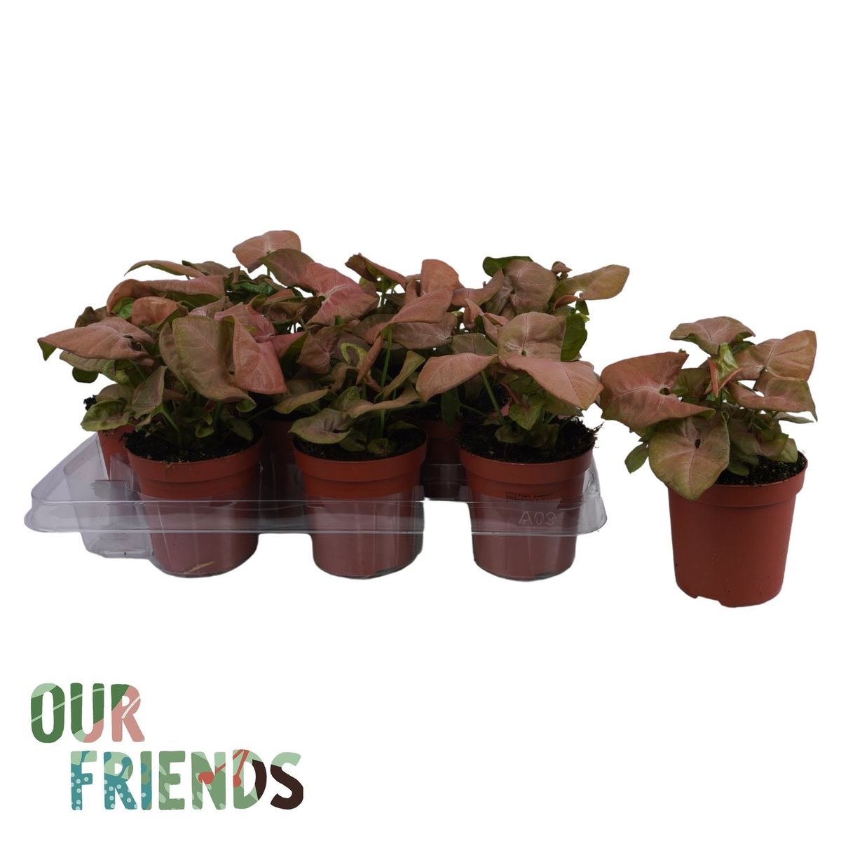 Syngonium 'Red Heart' — Plant Wholesale FlorAccess