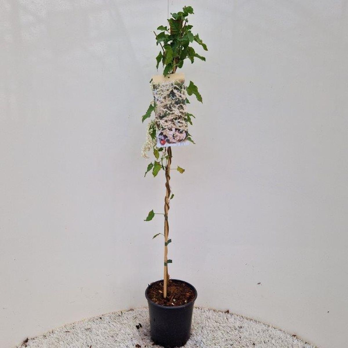 Fallopia baldschuanica — Plant Wholesale FlorAccess