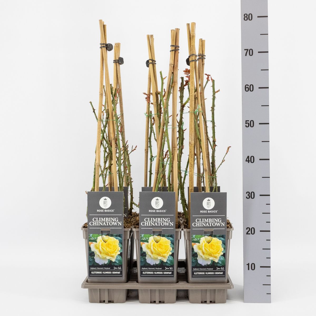 Rosa 'Chinatown' — Plant Wholesale FlorAccess