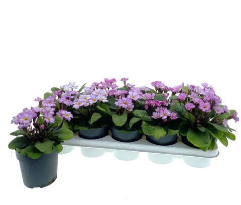 Primula 'Gold Nugget Violet Shades' — Plant Wholesale FlorAccess