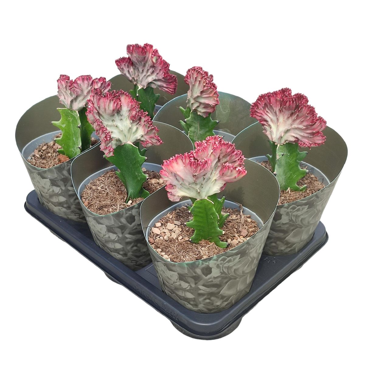 Euphorbia lactea 'Cristata' — Plant Wholesale FlorAccess