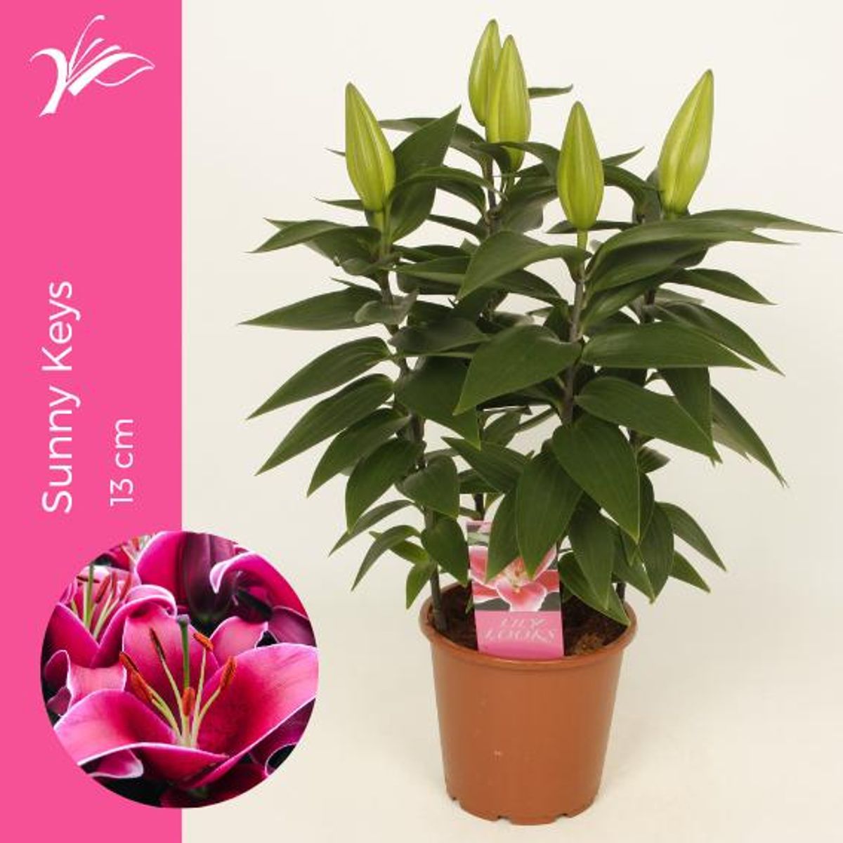 Lilium 'Sunny Keys' — Plant Wholesale FlorAccess