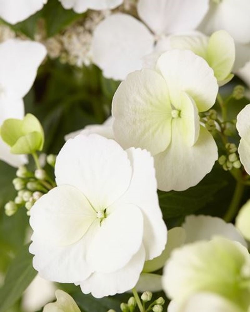 Hydrangea RUNAWAY BRIDE — Plant Wholesale FlorAccess
