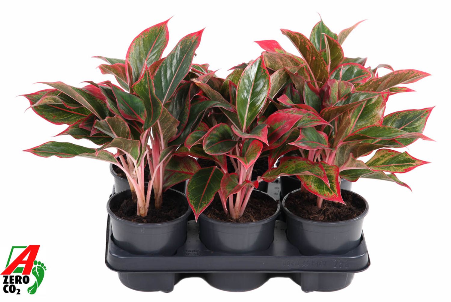 Aglaonema 'Siam Red Aurora' — Plant Wholesale FlorAccess