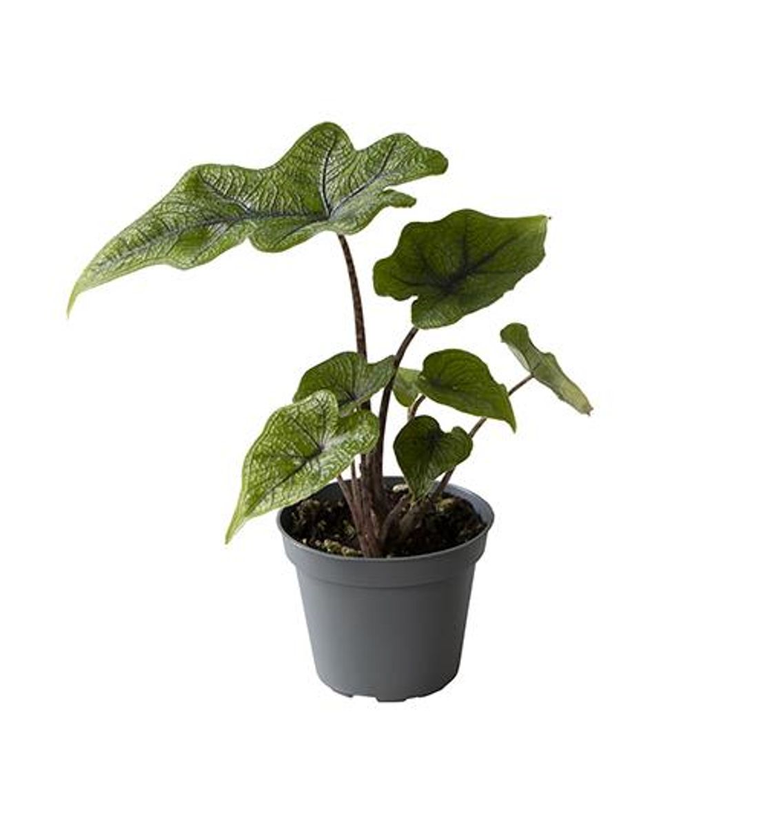 Alocasia 'Jacklyn' — Plant Wholesale FlorAccess
