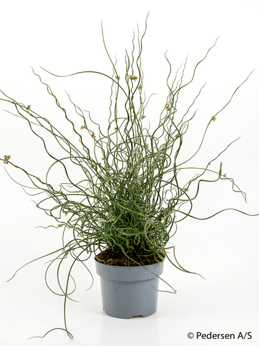 Juncus effusus spiralis — Plant Wholesale FlorAccess