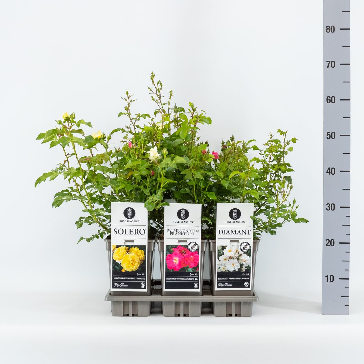 Rosa GROUND COVERING MIX — Рослини оптом FlorAccess