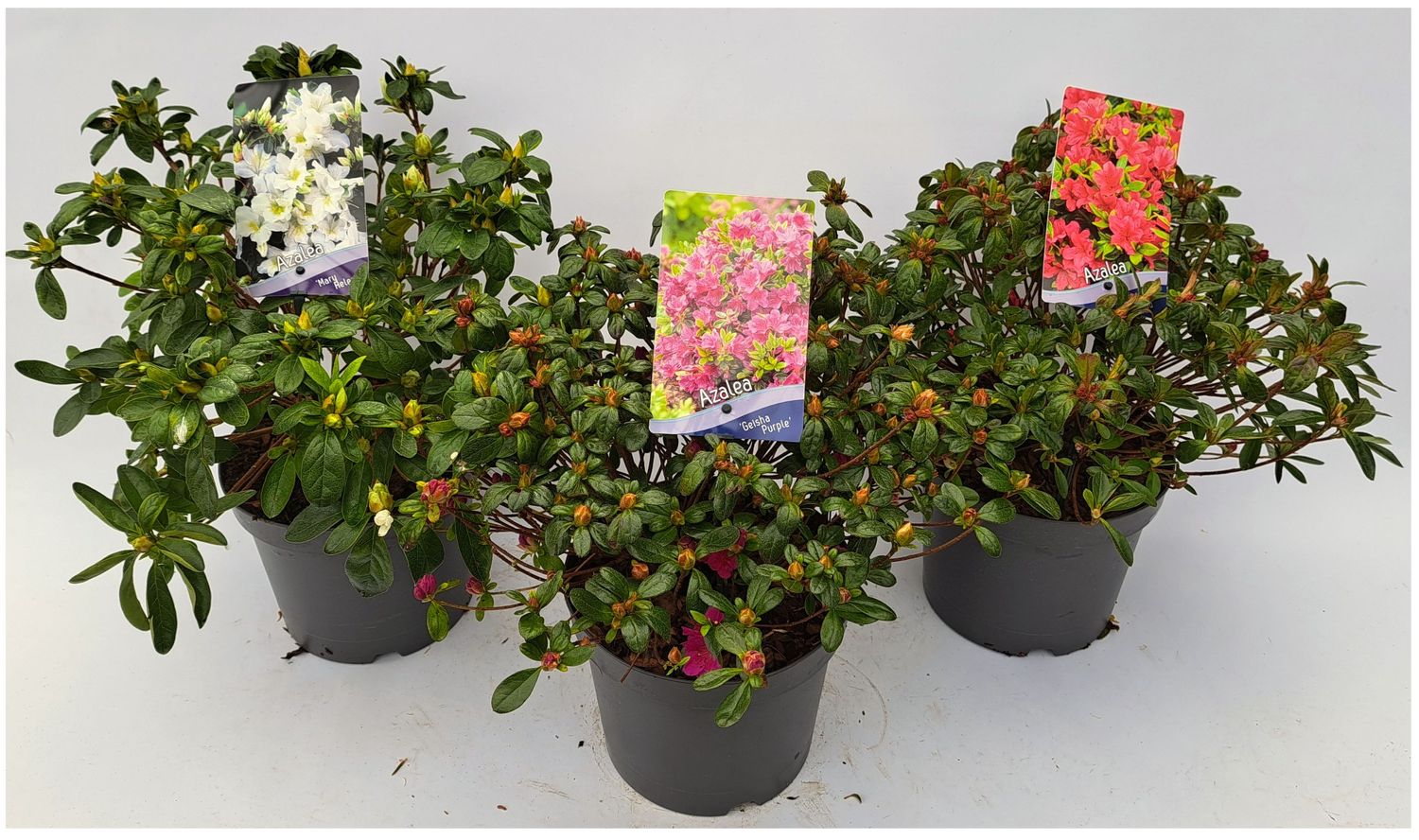 Rhododendron JAPANESE AZALEA MIX (AJ) — Plant Wholesale FlorAccess