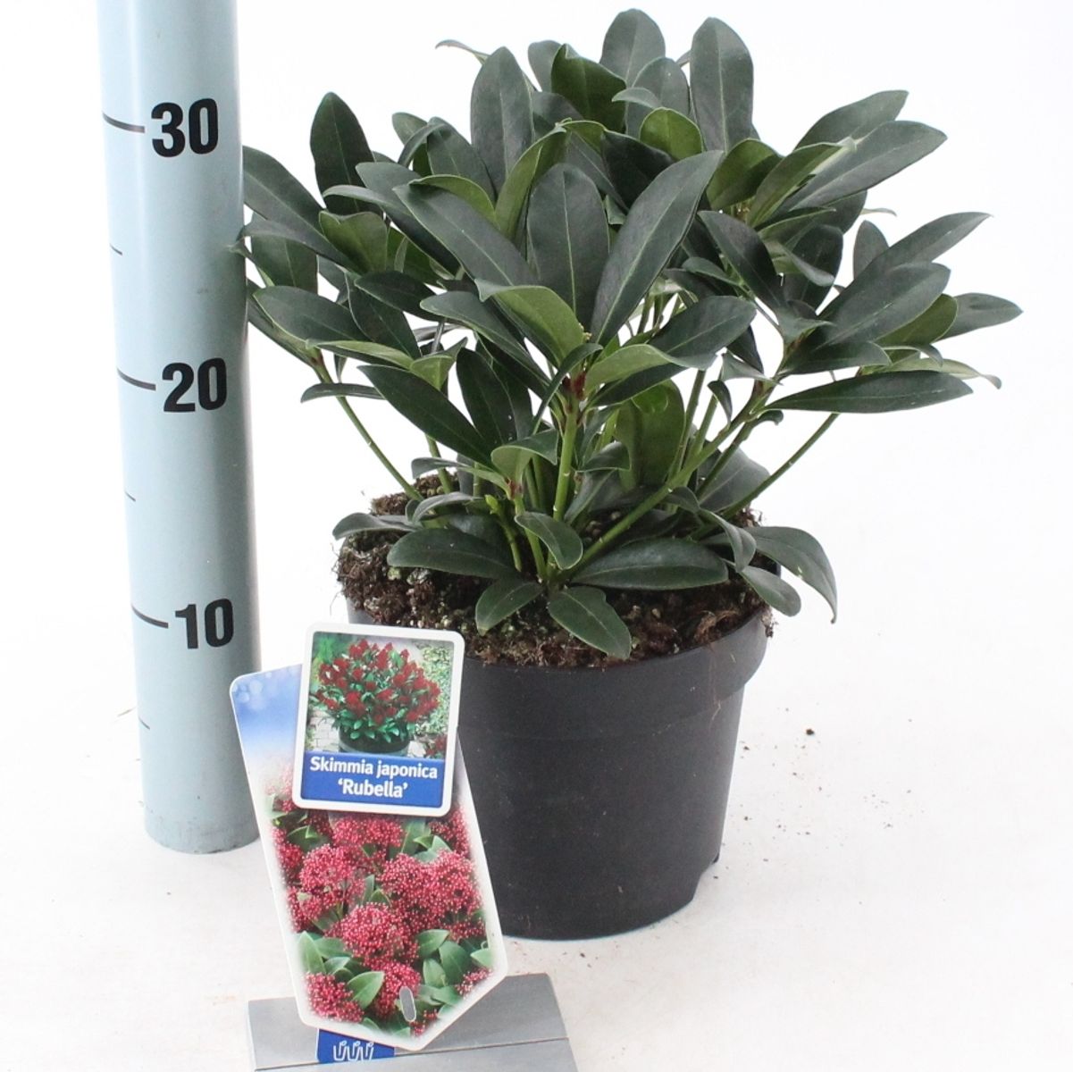 Skimmia japonica 'Rubella' — Plant Wholesale FlorAccess