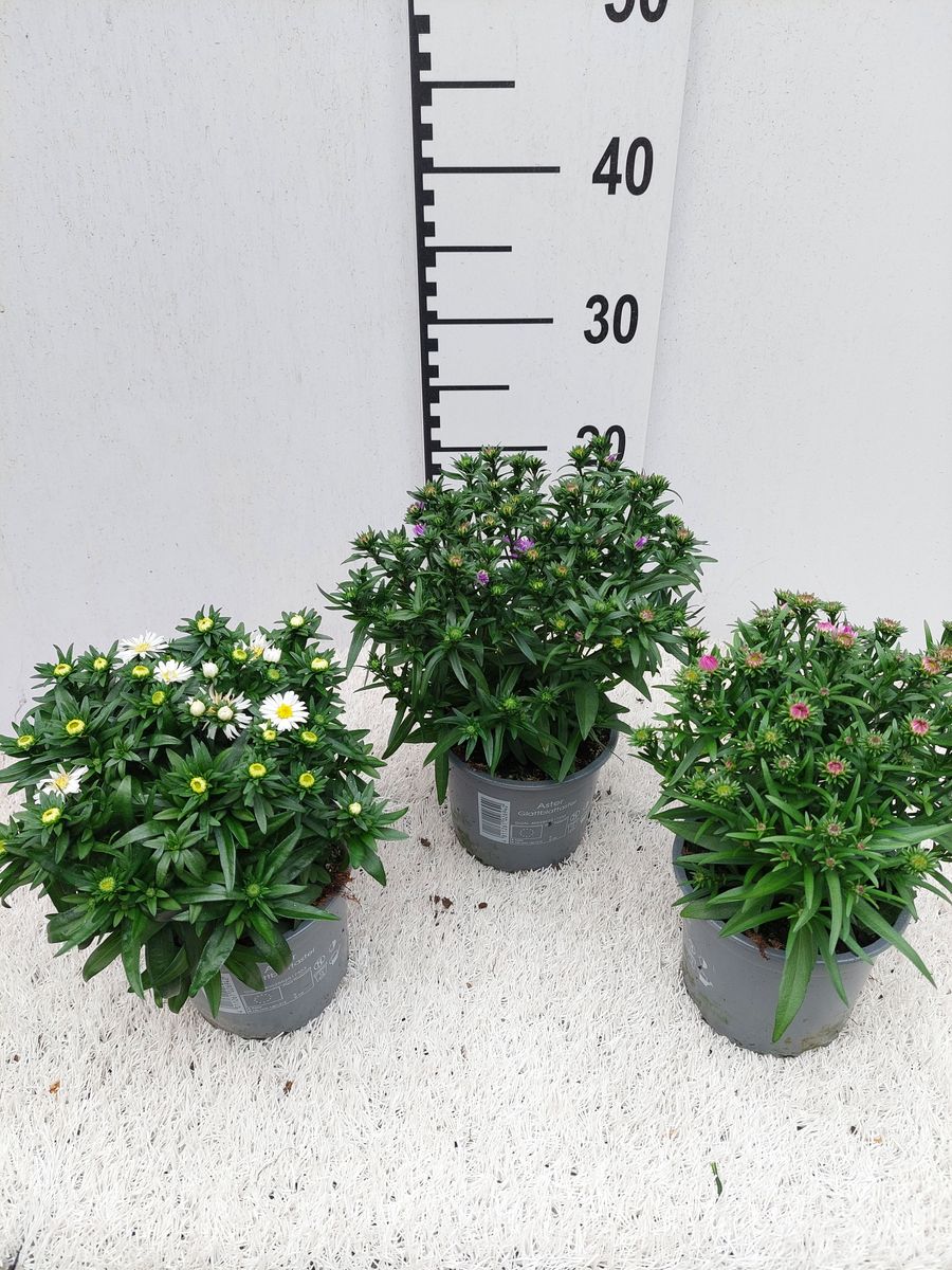 Aster MAGIC MIX — Plant Wholesale FlorAccess