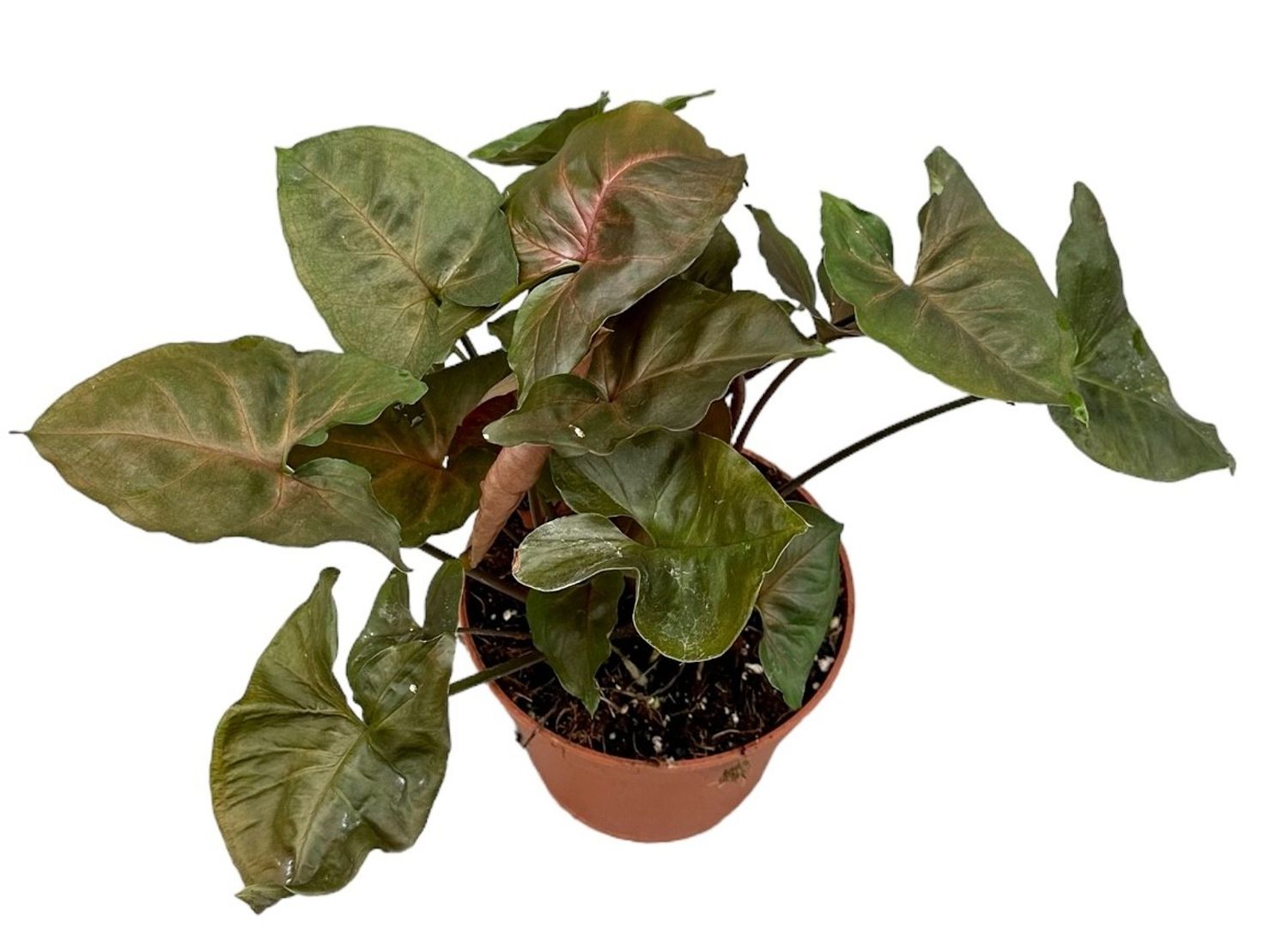 Syngonium podophyllum 'Brocante' — Plant Wholesale FlorAccess