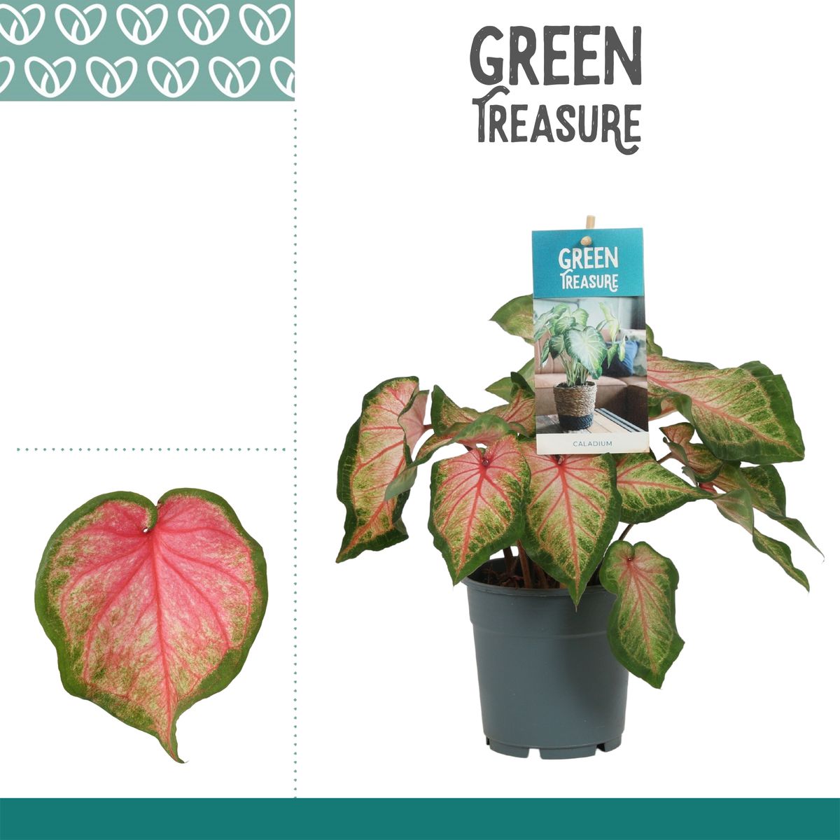 Caladium 'Chinook' — Plant Wholesale FlorAccess
