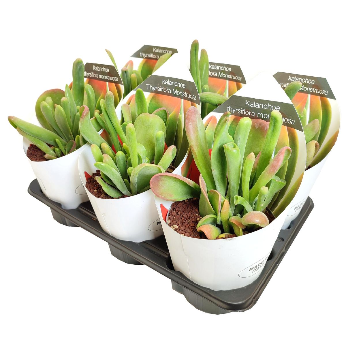 Kalanchoe thyrsiflora monstruosa — Plant Wholesale FlorAccess