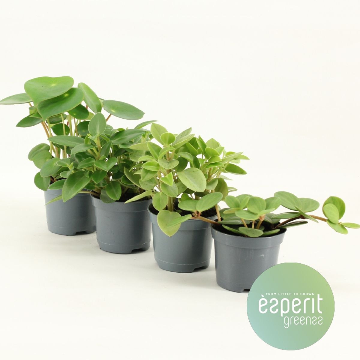 Peperomia MIX — Plant Wholesale FlorAccess