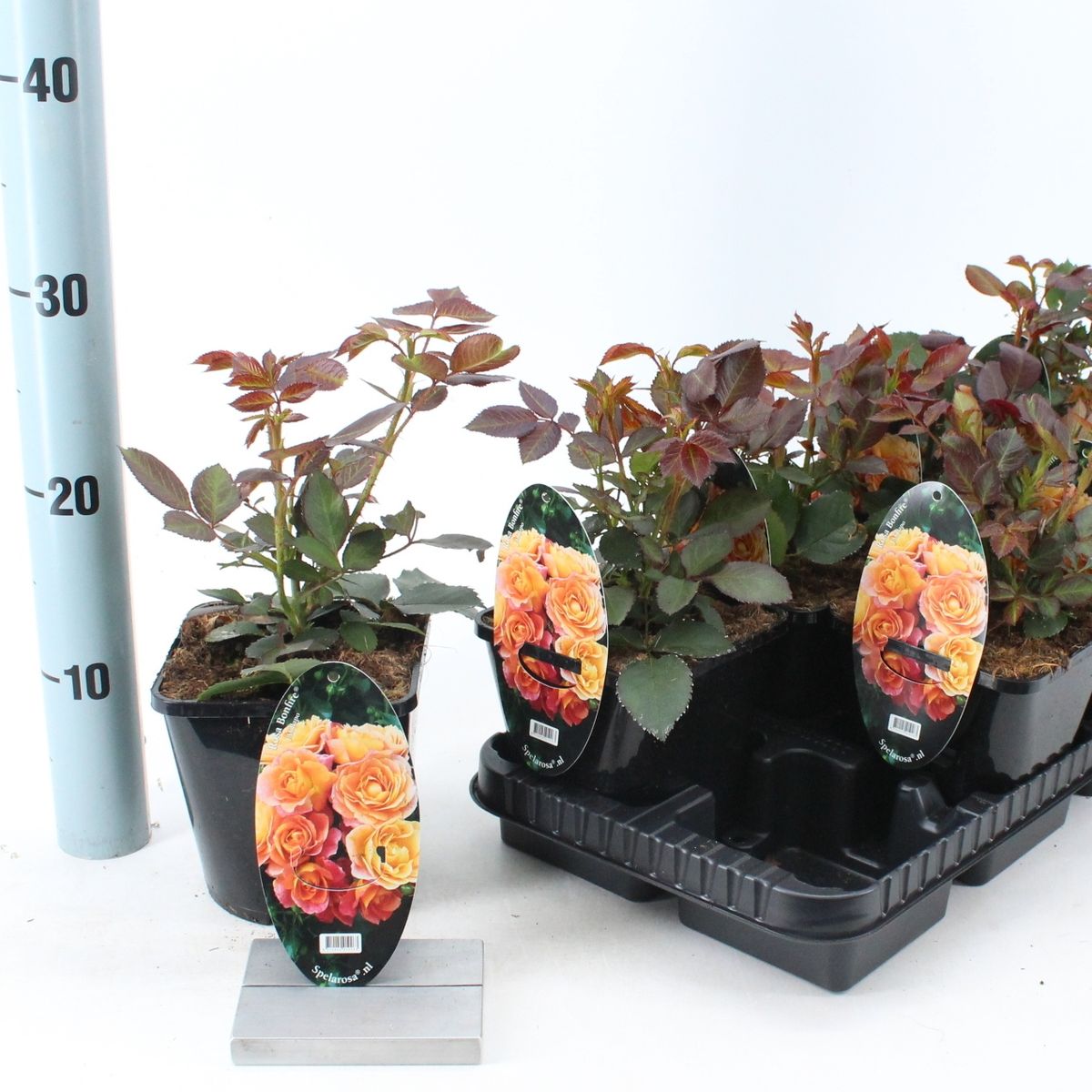 Rosa BONFIRE — Plant Wholesale FlorAccess