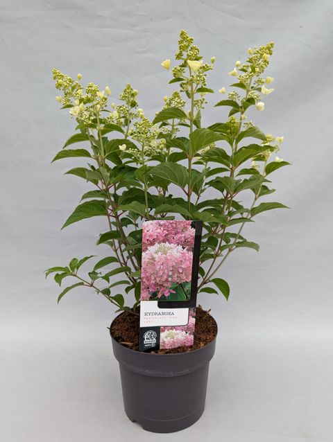 Hydrangea paniculata 'Pink Lady' — Рослини оптом FlorAccess