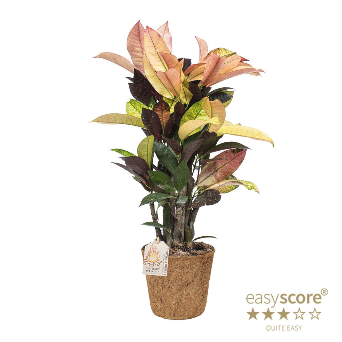 Codiaeum variegatum 'Batik' — Рослини оптом FlorAccess