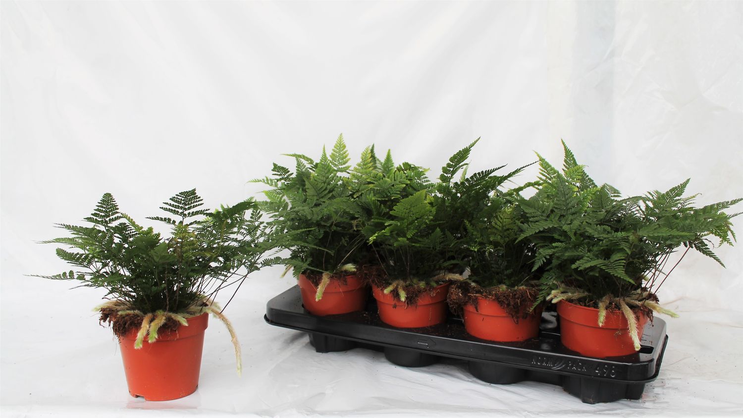 Davallia fejeensis — Plant Wholesale FlorAccess
