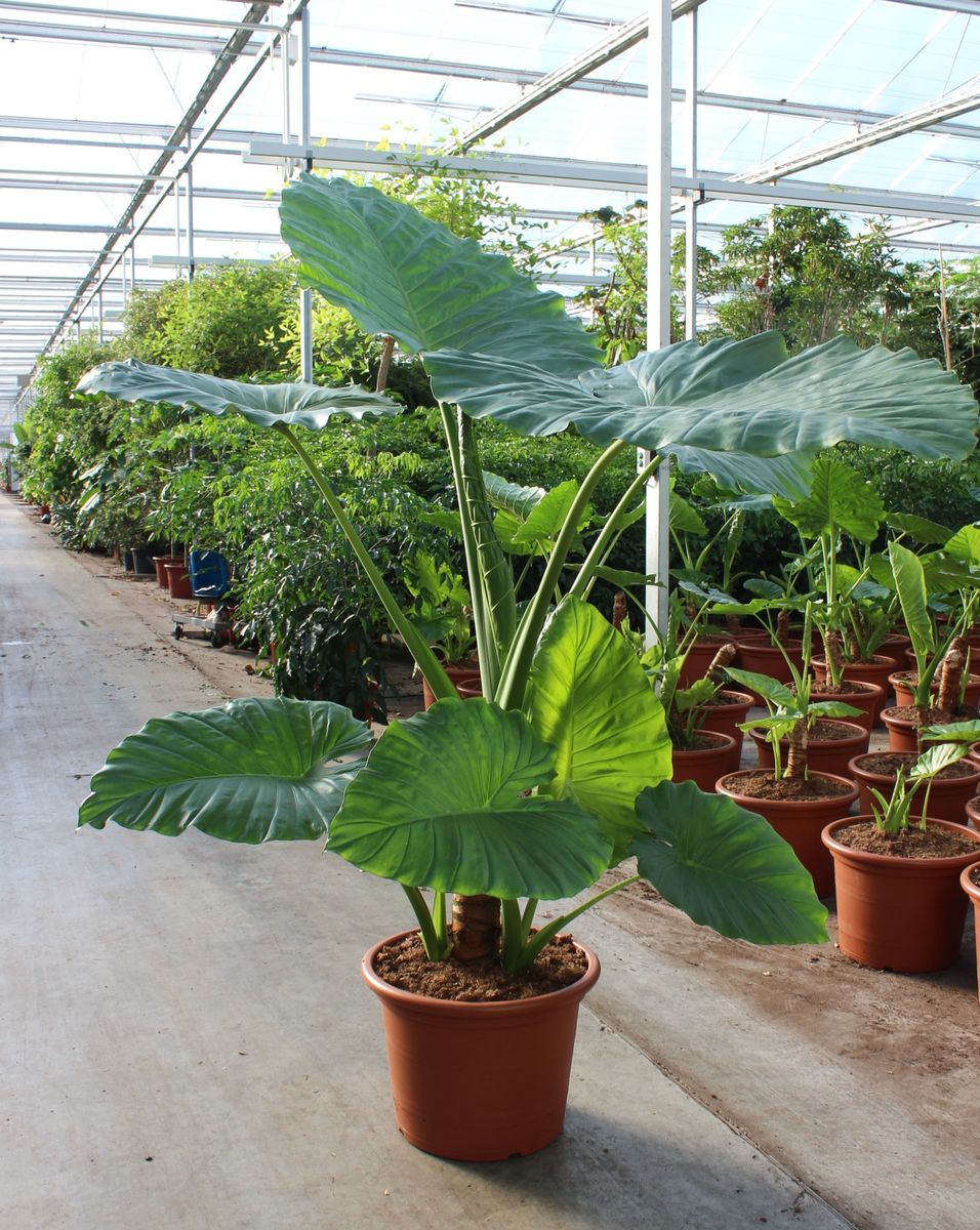 Alocasia macrorrhizos — Plant Wholesale FlorAccess