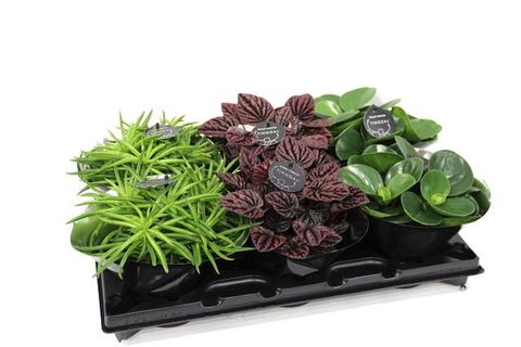 Peperomia MIX — Plant Wholesale FlorAccess