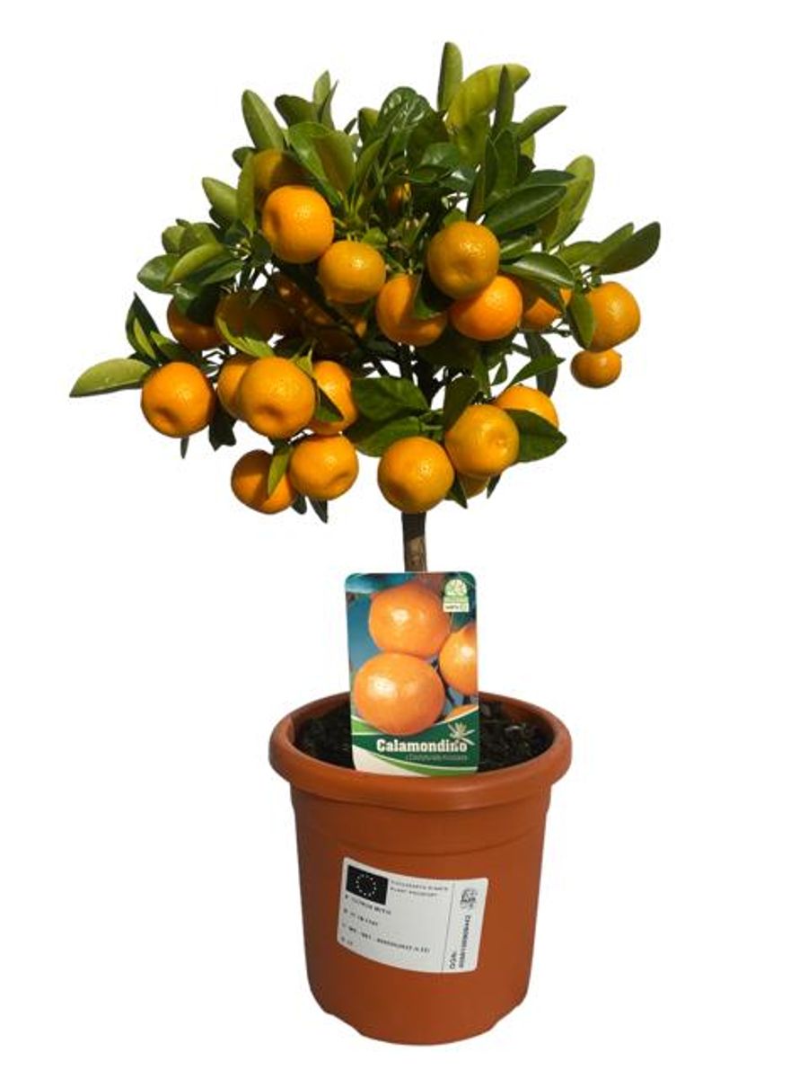 Citrus x microcarpa — Plant Wholesale FlorAccess