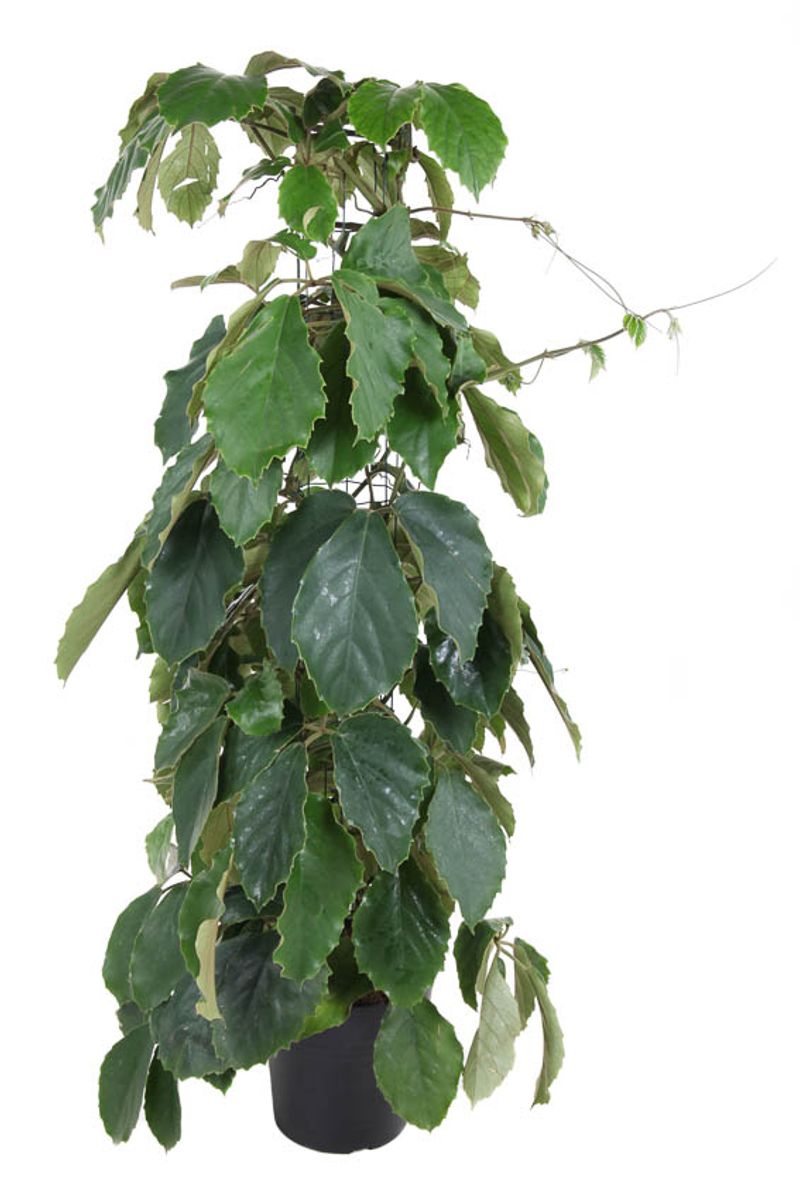 Tetrastigma voinierianum — Plant Wholesale FlorAccess