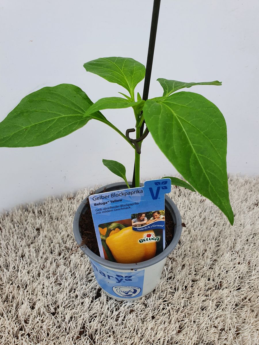 Capsicum annuum 'Beluga Yellow' — Рослини оптом FlorAccess