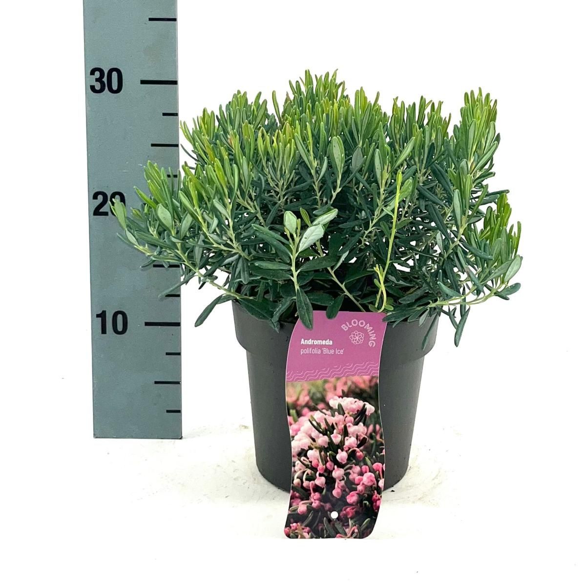 Andromeda polifolia 'Blue Ice' — Mayorista de plantas FlorAccess