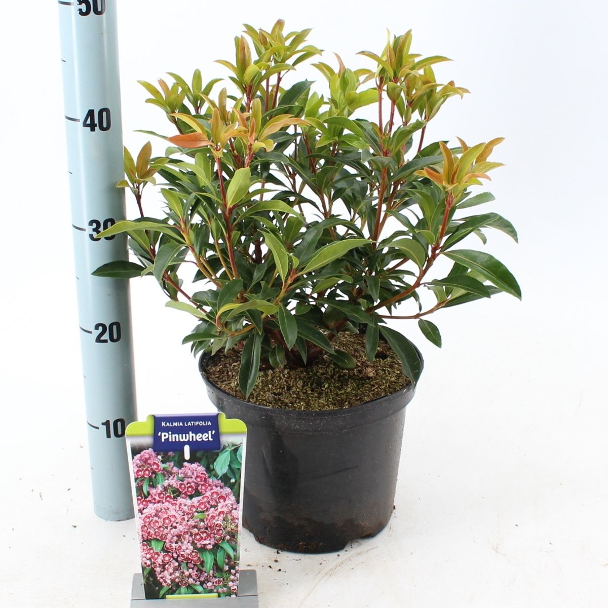 Kalmia latifolia 'Pinwheel' — Groothandel in planten FlorAccess