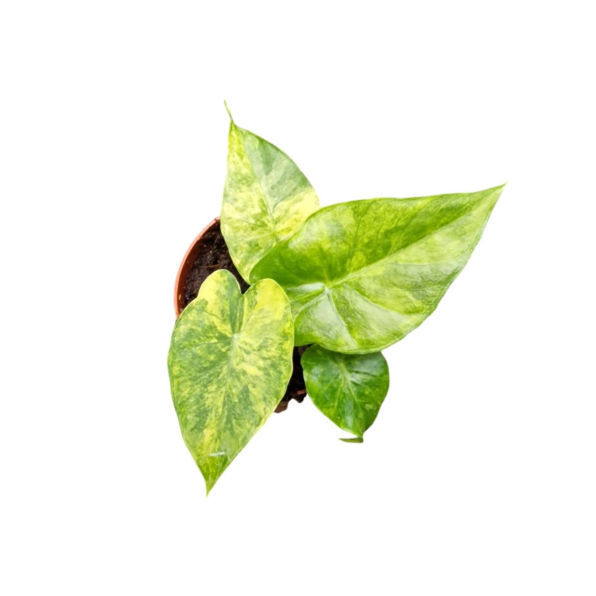 Alocasia odora 'Variegata' — Plant Wholesale FlorAccess
