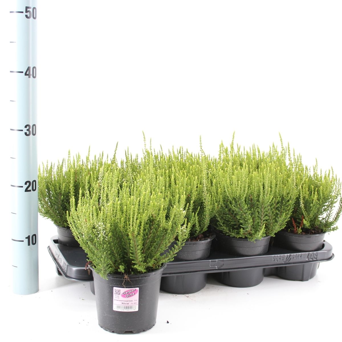 Calluna vulgaris GARDEN GIRLS ALICIA — Plant Wholesale FlorAccess