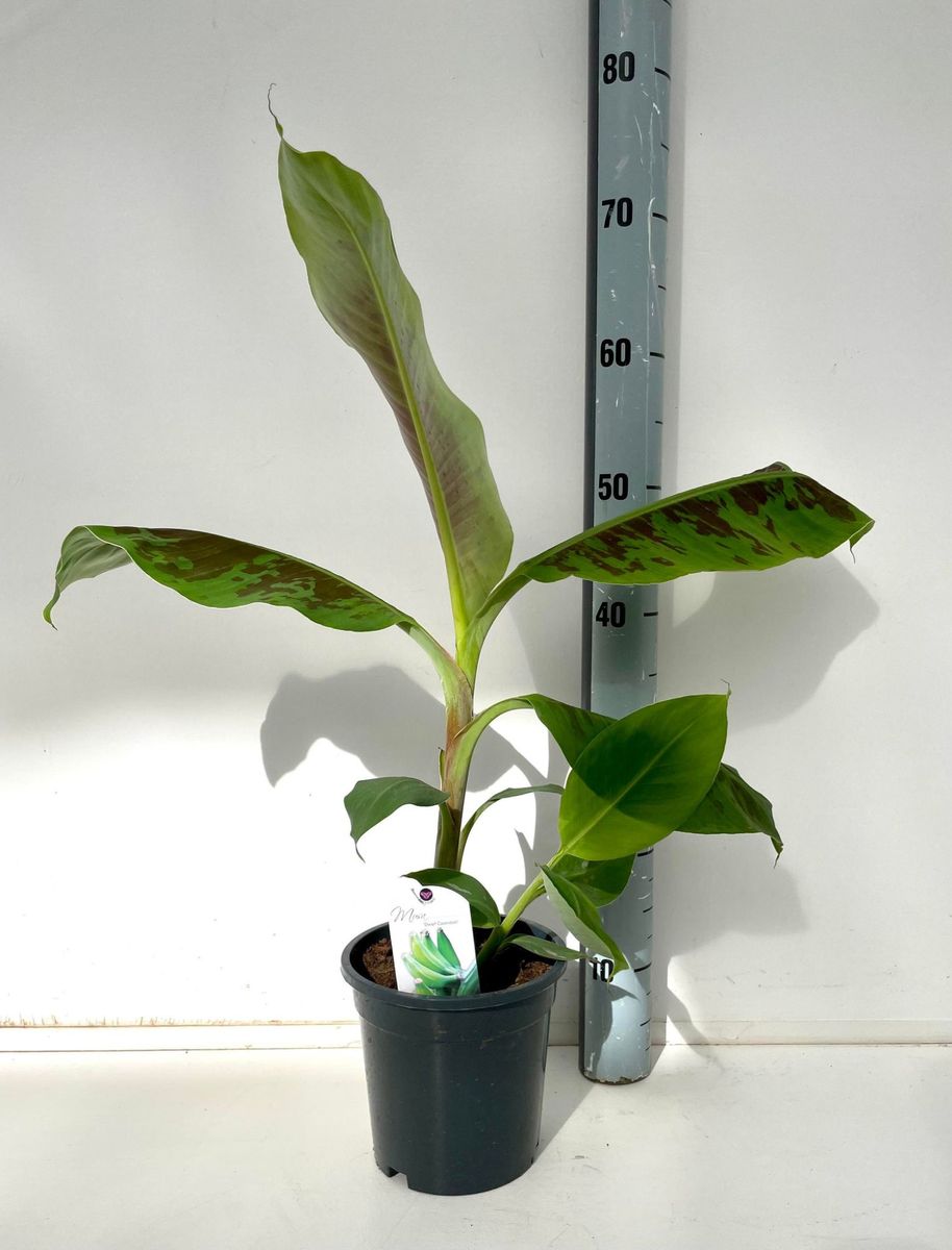 Musa acuminata 'Dwarf Cavendish' — Plant Wholesale FlorAccess