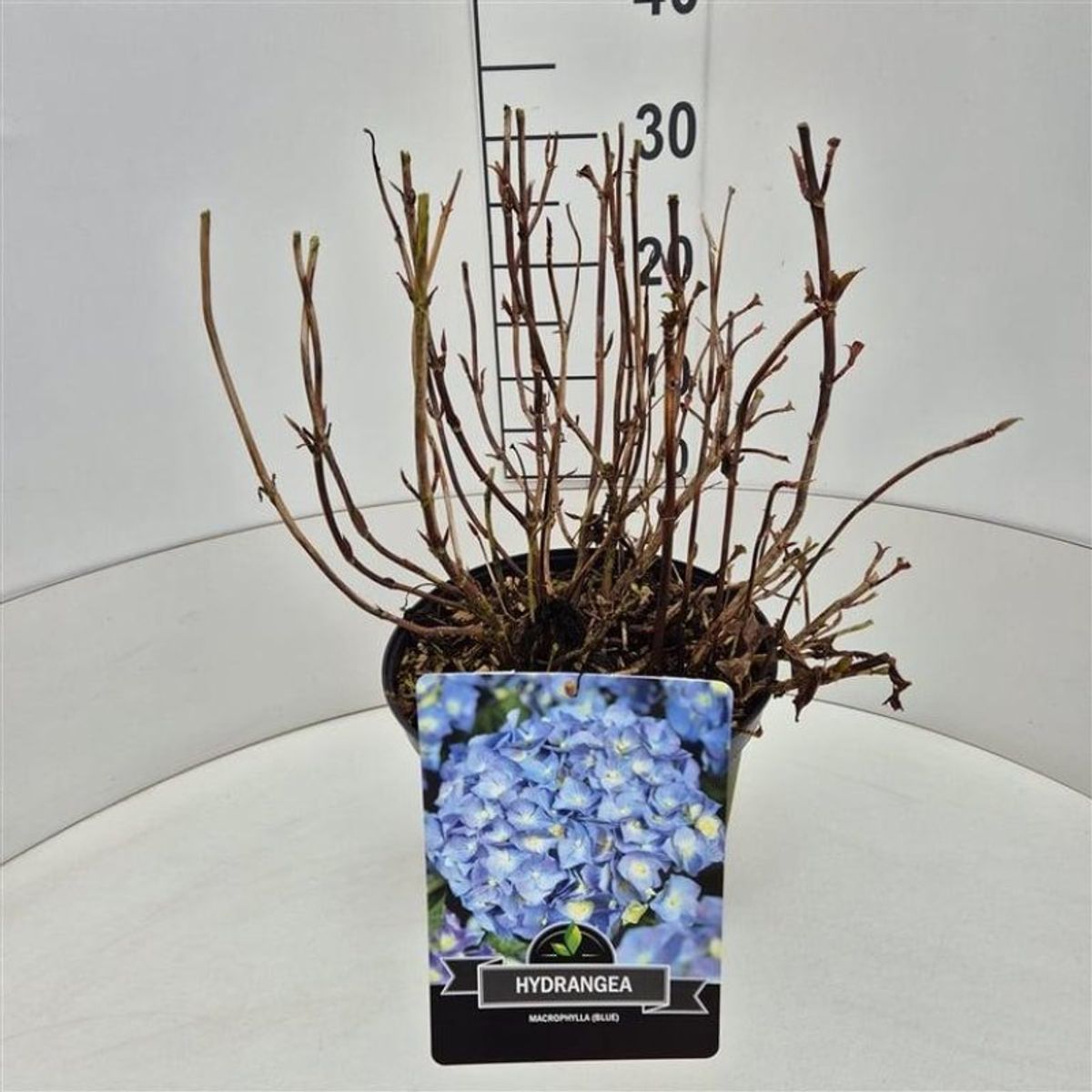 Hydrangea macrophylla 'Nikko Blue' — Plant Wholesale FlorAccess