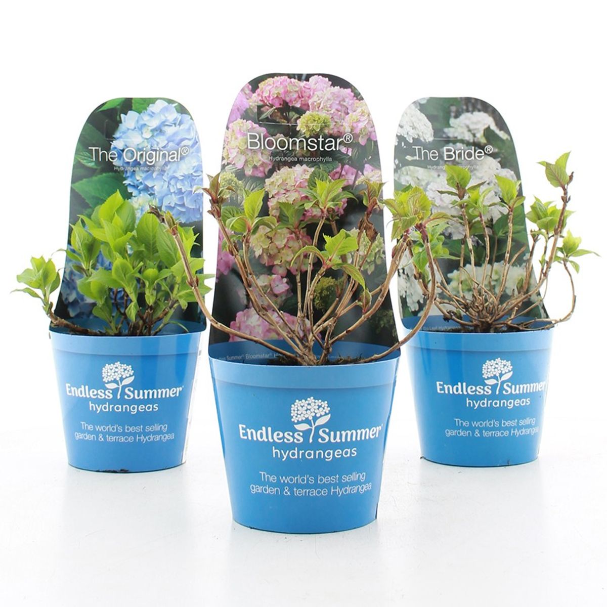 Hydrangea macrophylla MIX — Plant Wholesale FlorAccess