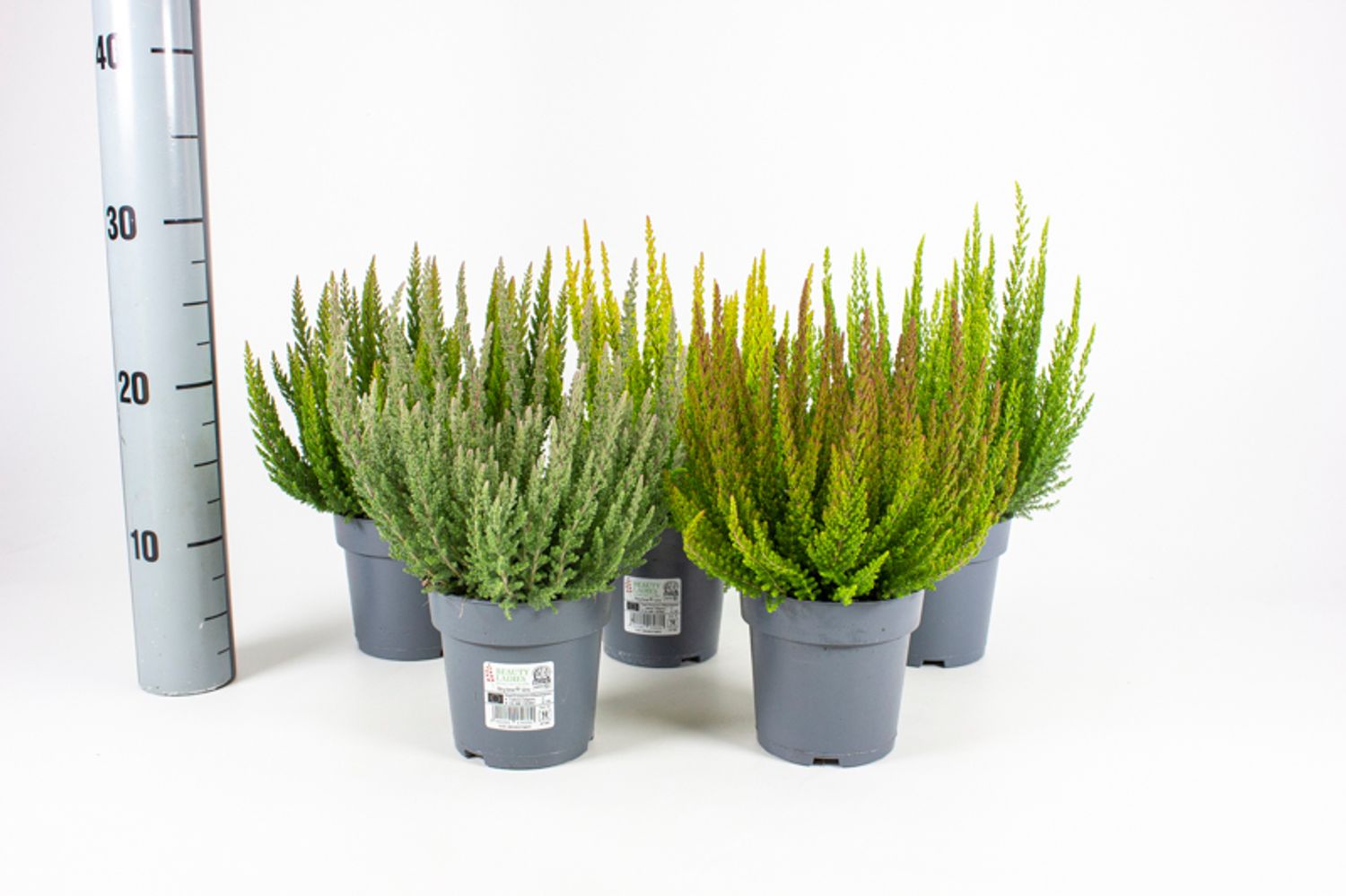 Calluna vulgaris SKYLINE MIX — Рослини оптом FlorAccess