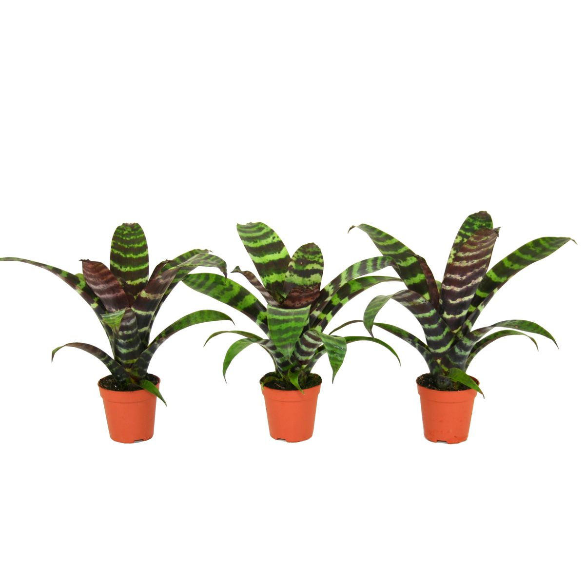 Vriesea 'Era' — Plant Wholesale FlorAccess