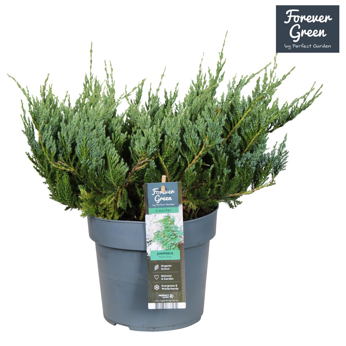 Juniperus horizontalis 'Blue Chip' — Plant Wholesale FlorAccess