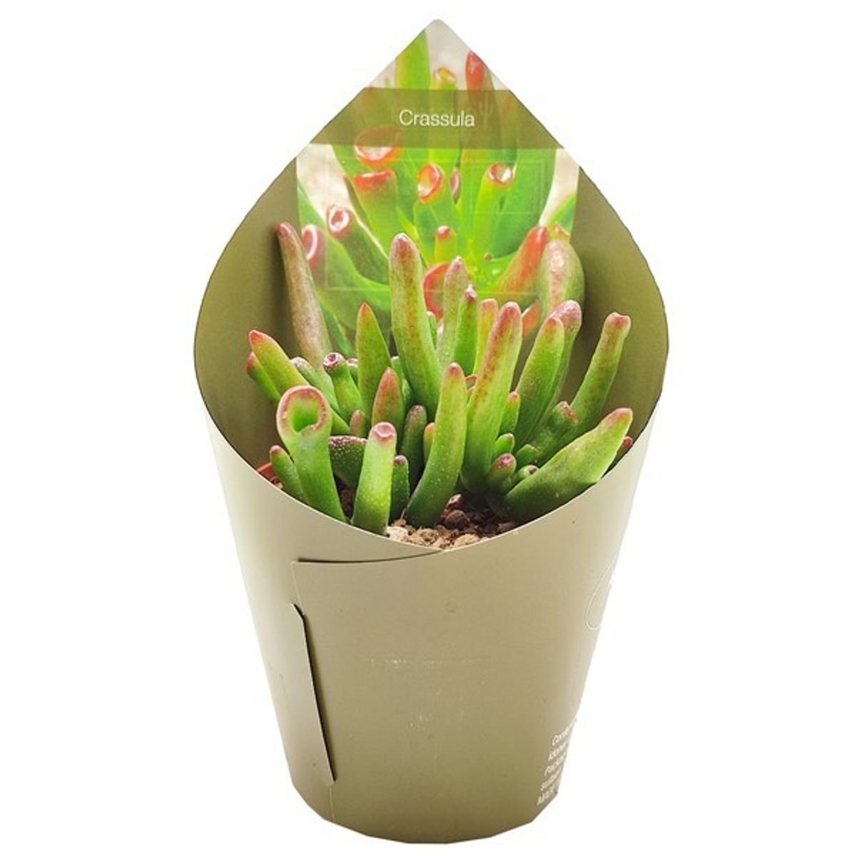 Crassula ovata 'Hobbit' — Plant Wholesale FlorAccess