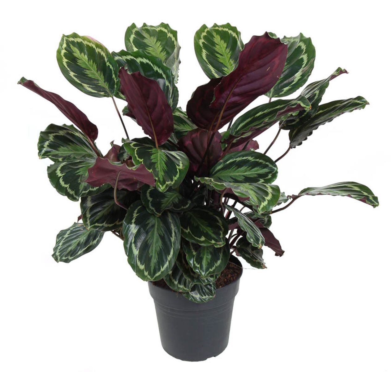Calathea 'Medallion' — Plant Wholesale FlorAccess