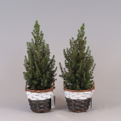 Picea glauca 'Conica' — Mayorista de plantas FlorAccess